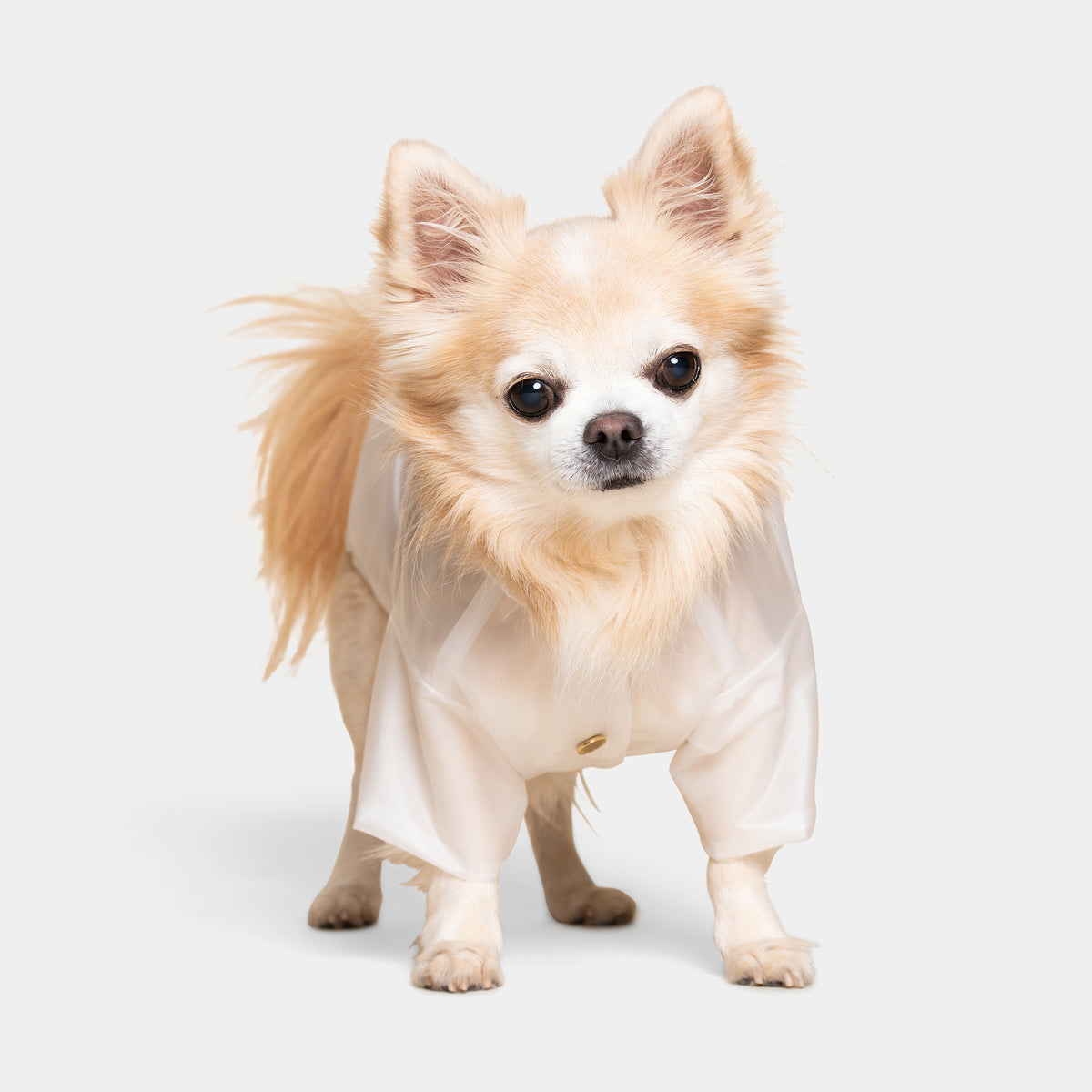 Perini Luxury Dog Raincoat White | Meomari - Luxury Dog Boutique